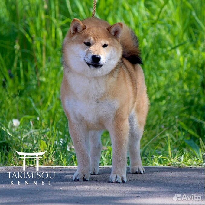 Шикарный мальчик сиба ину коасный сезам