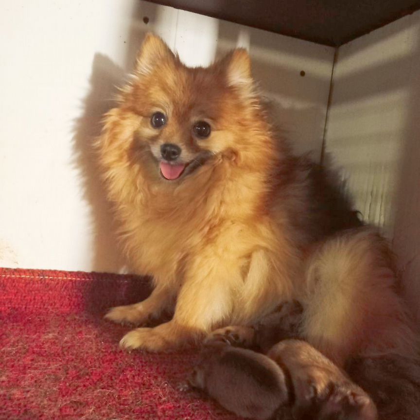 Пенсионерки