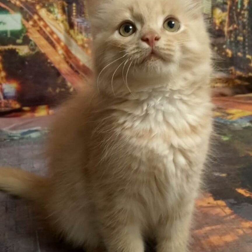 Кошки