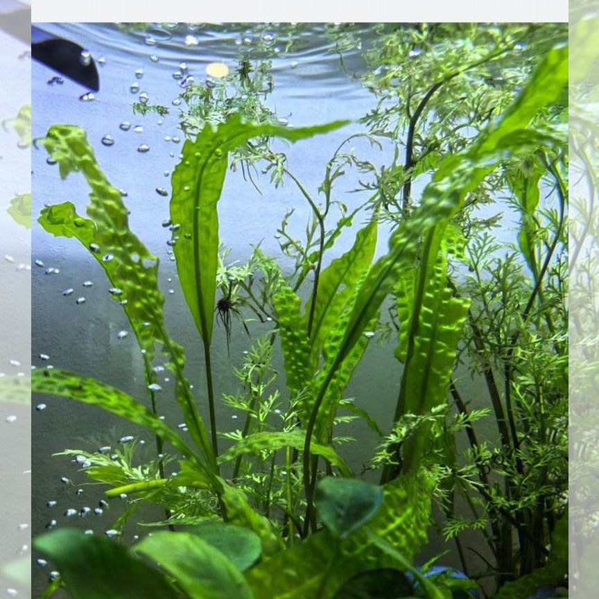 Аквариумные растения Криптокорина