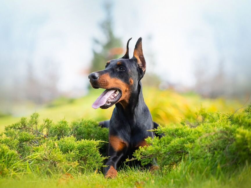 Классные щенки добермана