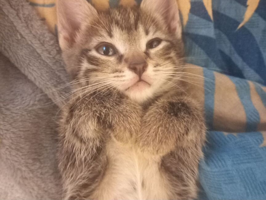 Отдам котят от домашней кошки