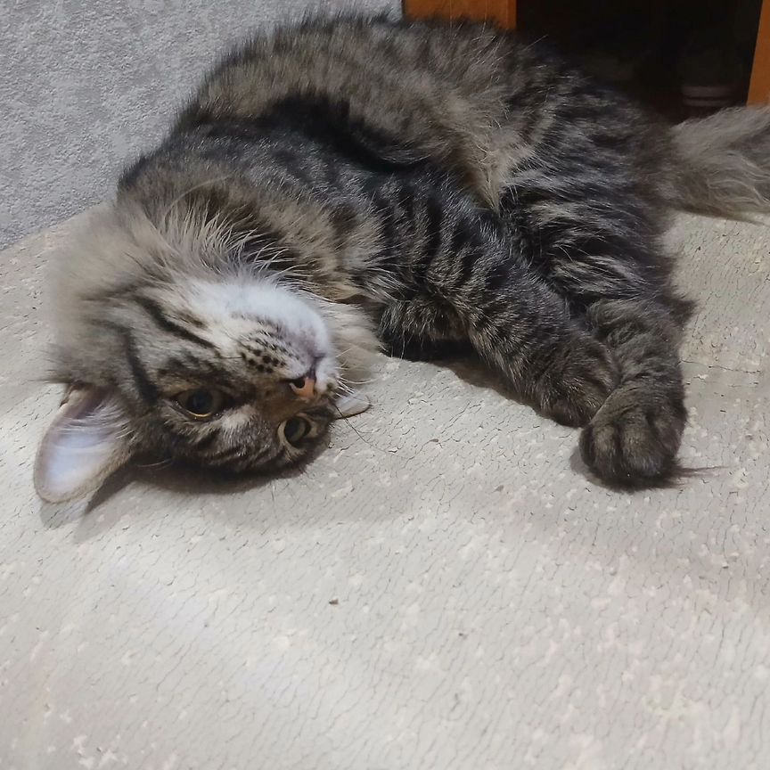 Кошка в дар