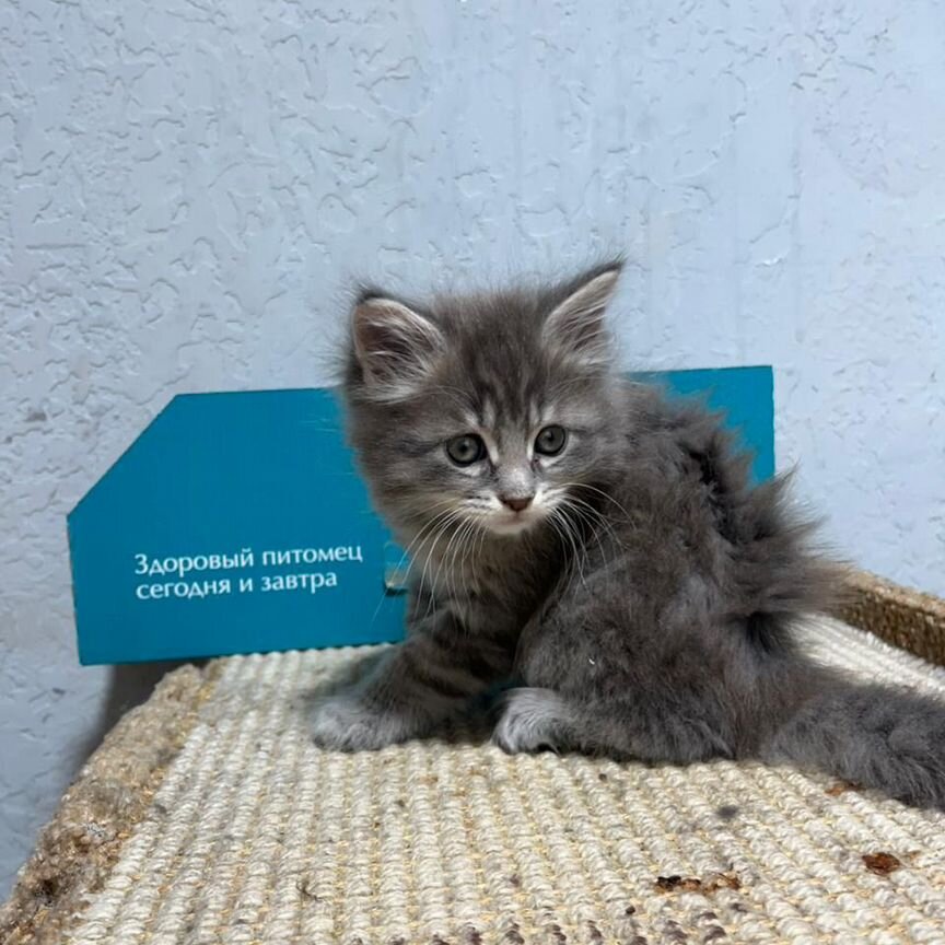 Котята мейн-кун девочки