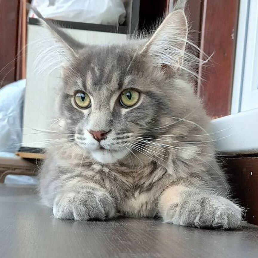 Мейн-кун котёнок