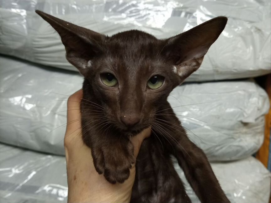 Ориентальная кошка гавана 4,5м