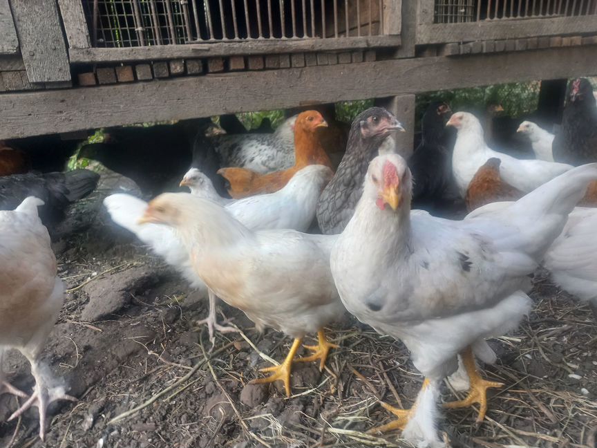 Куры молодки