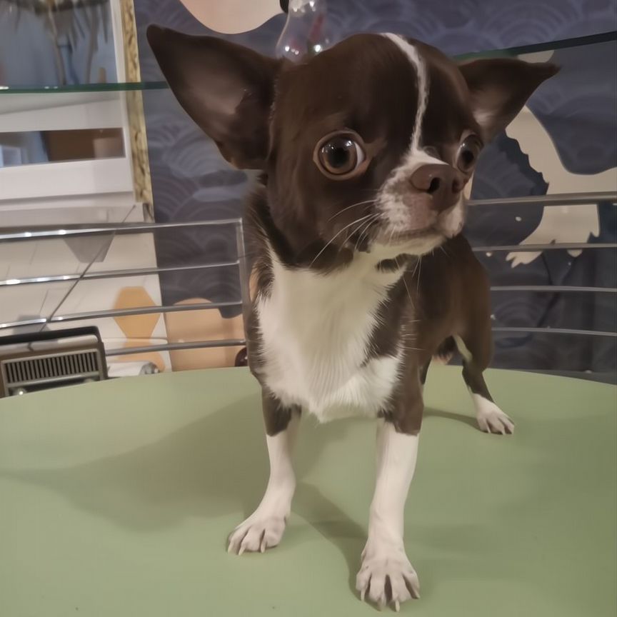 Чихуахуа, щенок