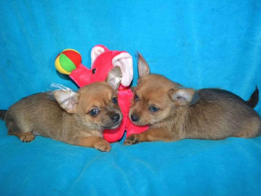 Дизайнерские щеночки