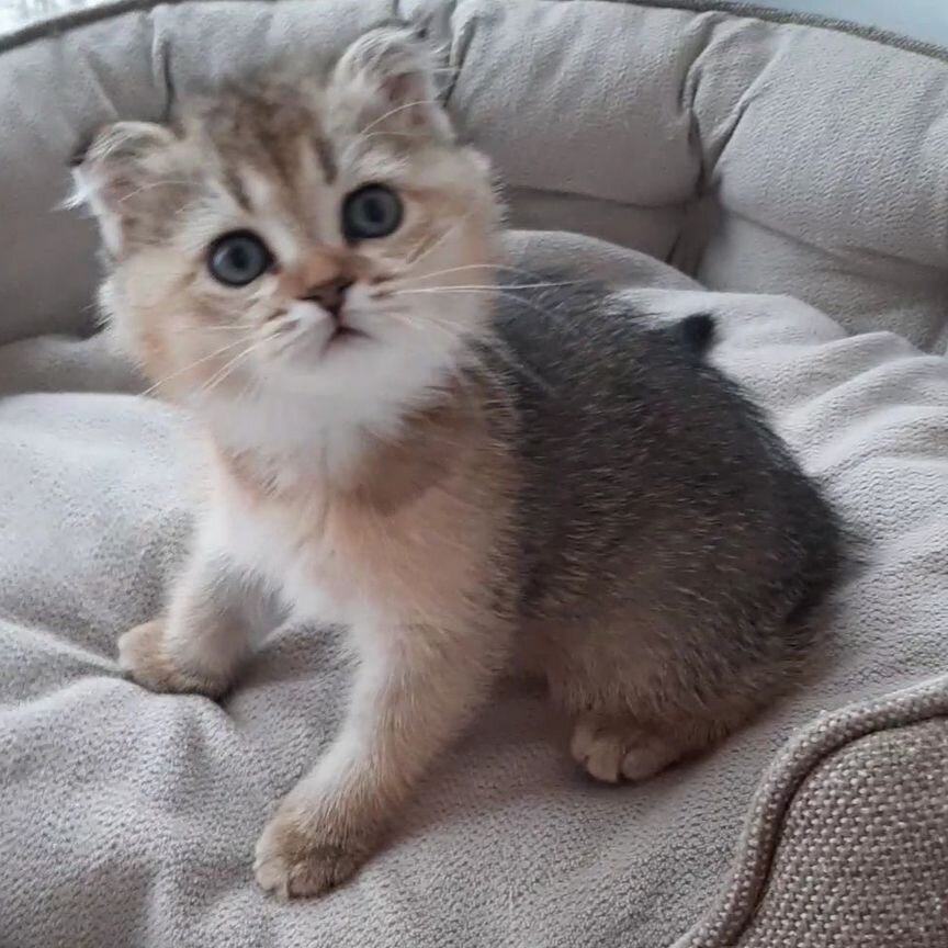 Шотландские золотые шиншиллы котята