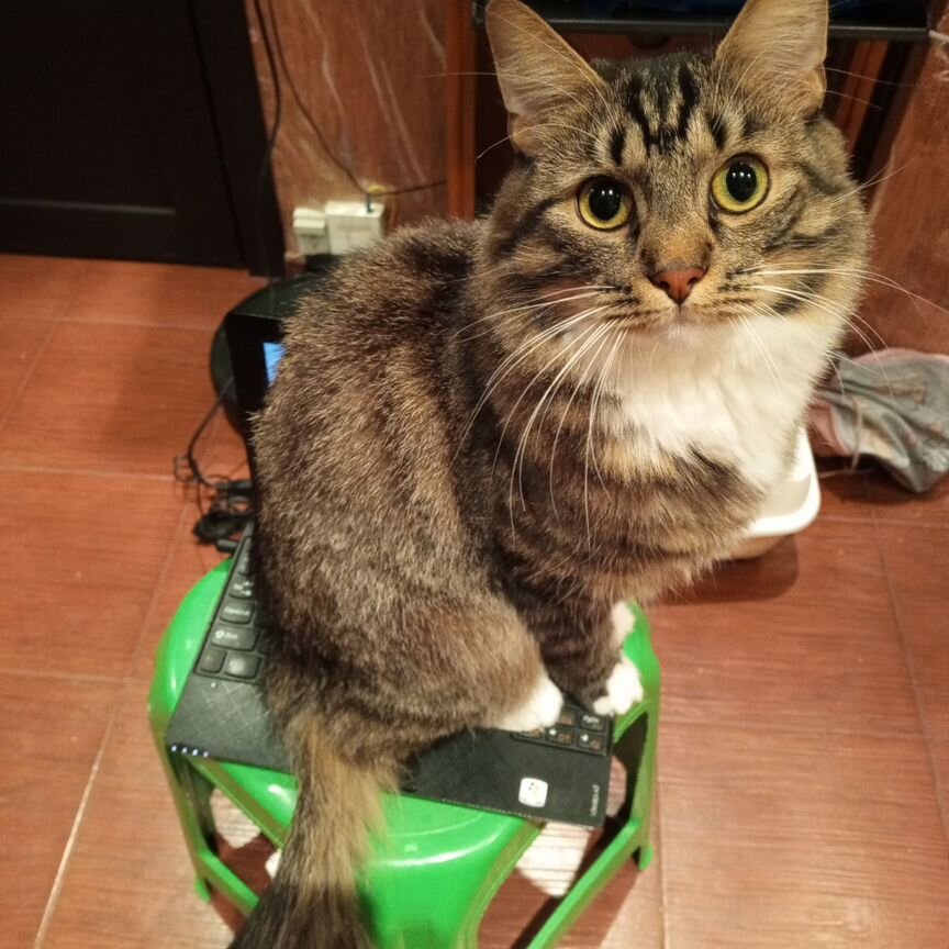 Отдам кота в добрые руки