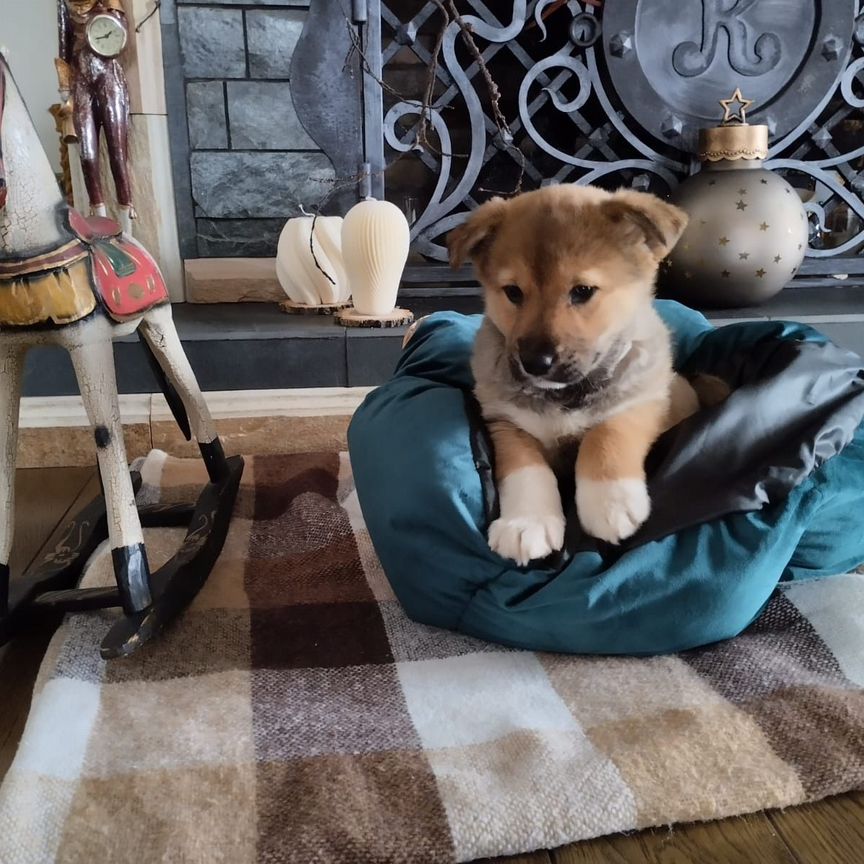 Щенки немецкой овчарки в добрые руки