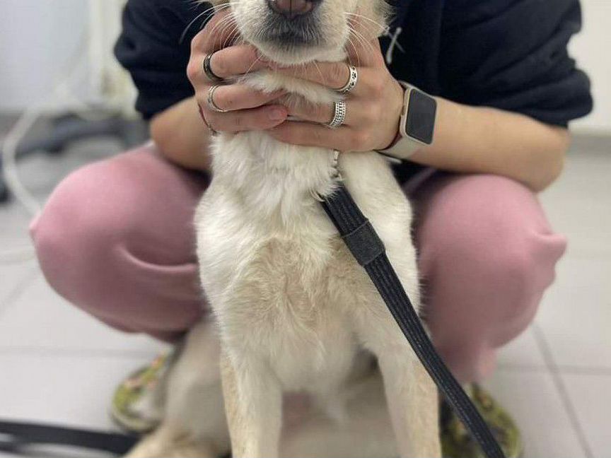 Кешью - щенок, 7 мес, в добрые руки