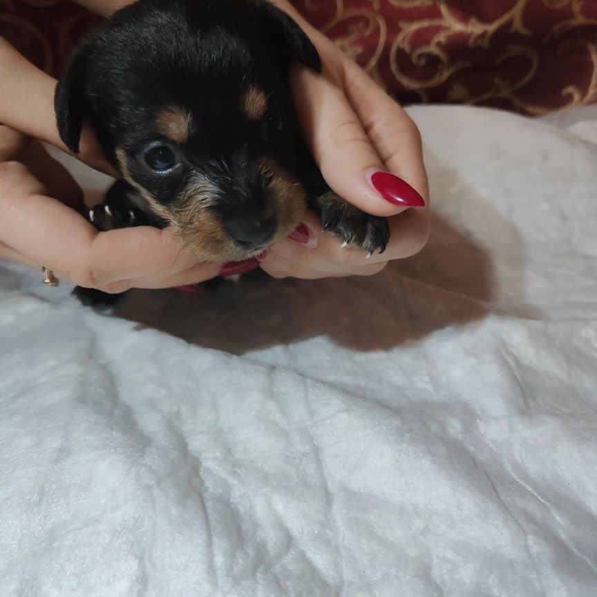 Отдам в хорошие руки щенков