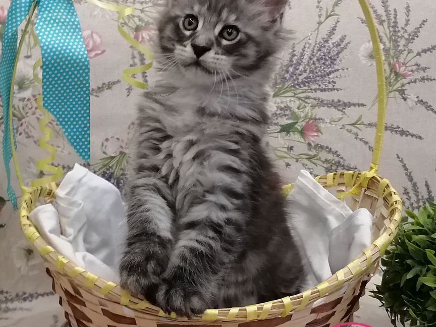 Котята мейн-кун