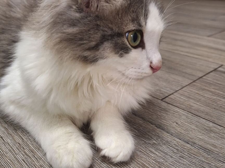 Котята в добрые руки бесплатно