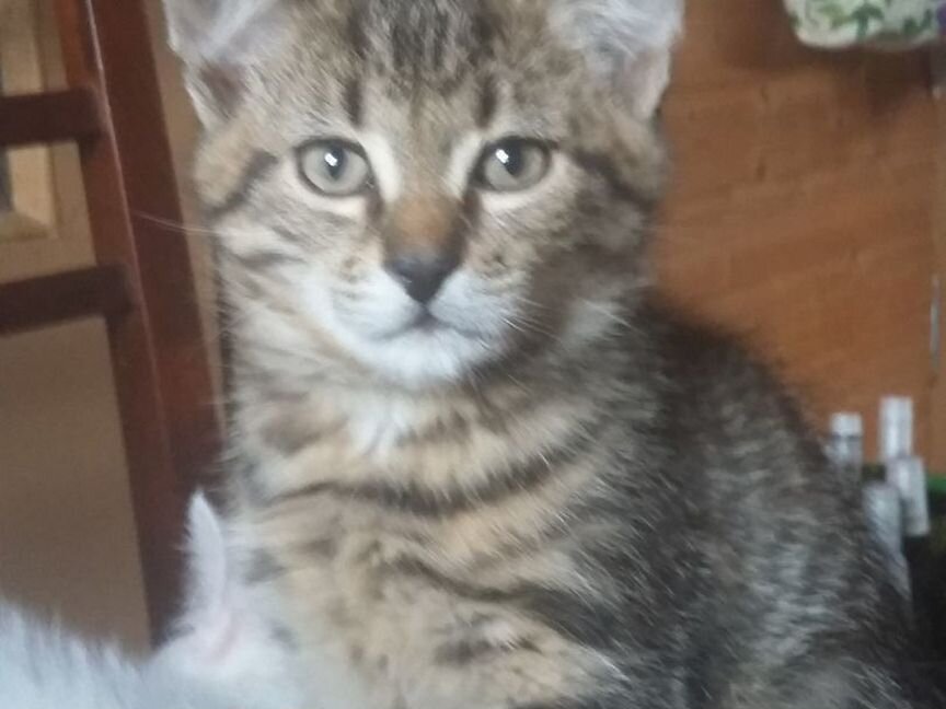 Полосатенький котик 2,5 месяца