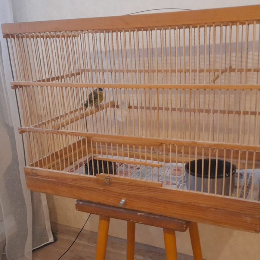 Продам чижа самец с клеткой