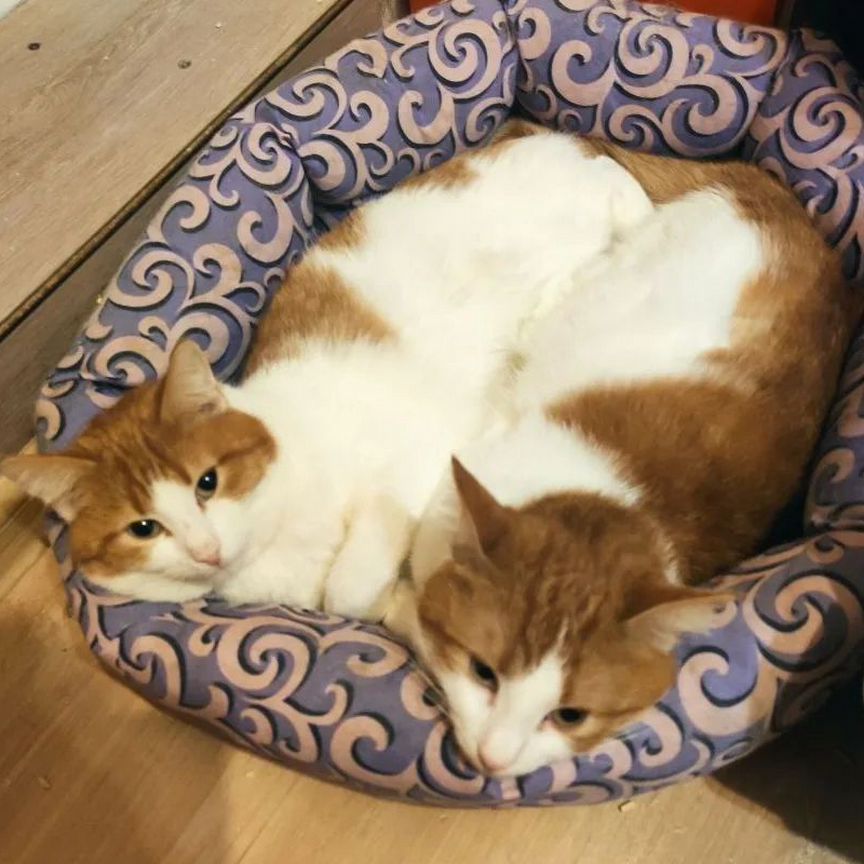 Взрослый кот в добрые руки