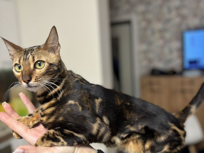 Кошка бенгальская