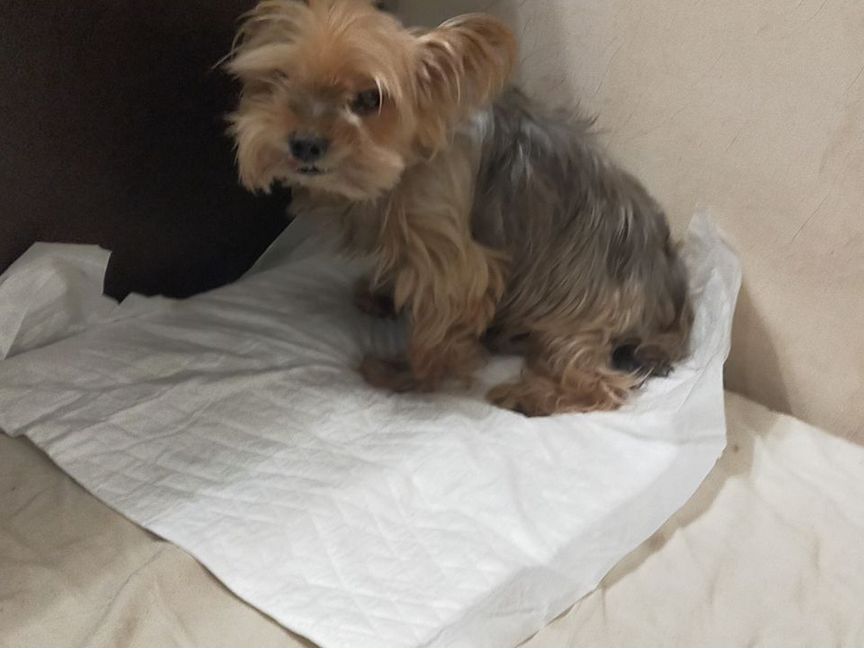 Собака в хорошие руки