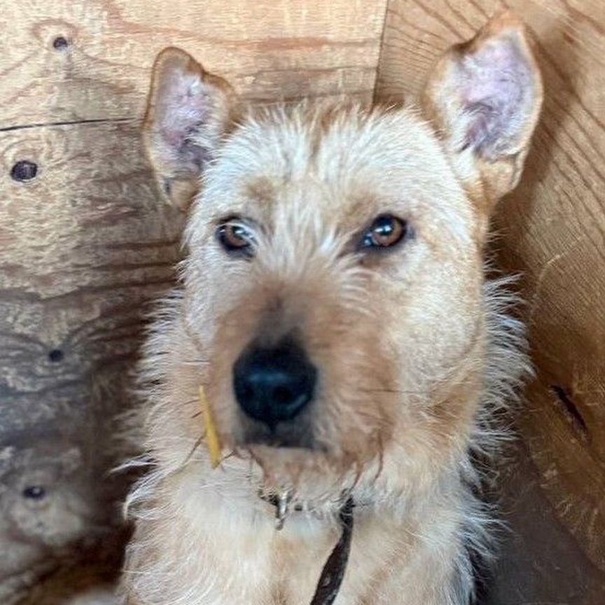 Взрослый пёс в добрые руки