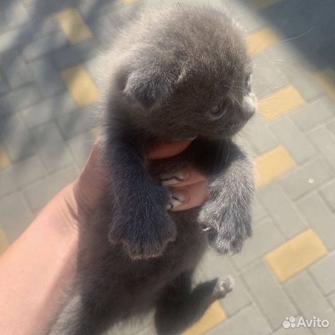 Котятки бесплатно вислоухий