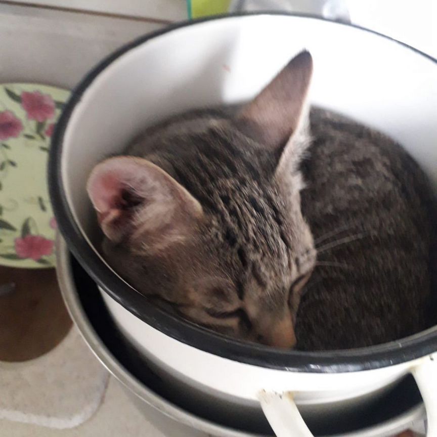 Матроскин- кастрюлькин в добрые руки