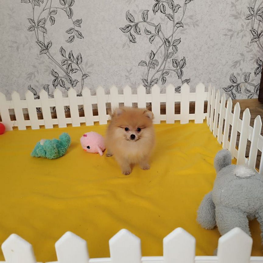 Шпиц девочка mini