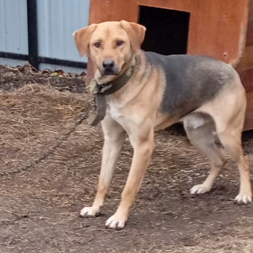 Кобель помесь немецкой овчарки и русской гончей