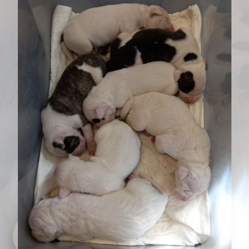 Щенки американского бульдога