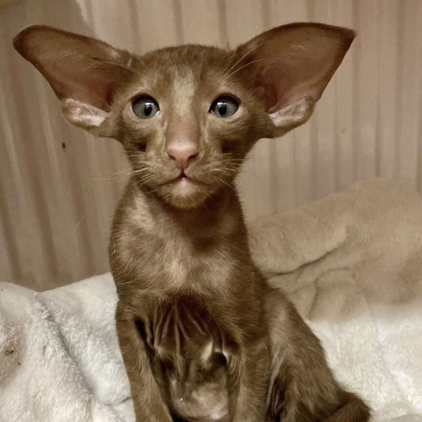 Ориентальный котёнок