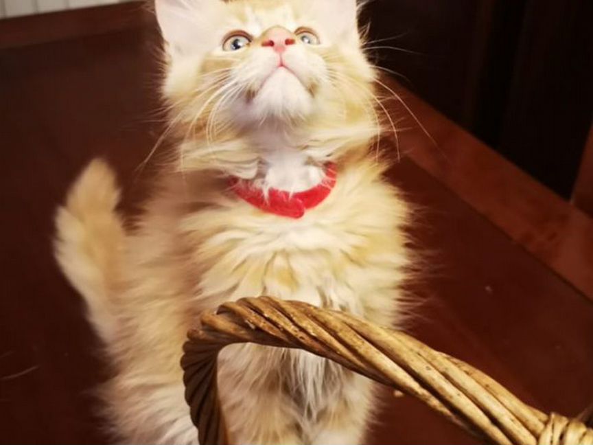 Мейн-кун девочка 2,5 мес