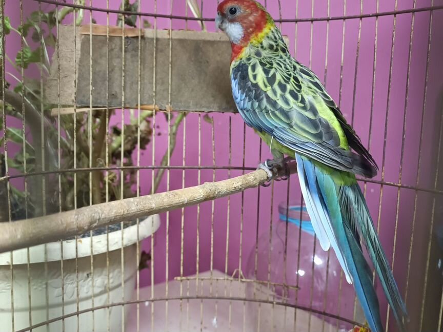 Розелла попугай девочка