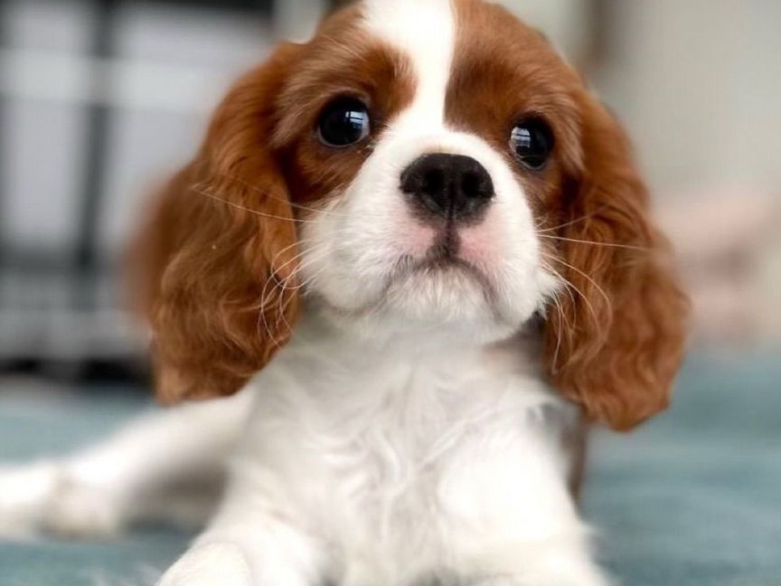 Кавалер кинг Чарльз спаниель мальчик