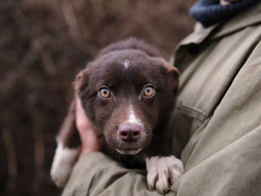 Щенок в лучшие руки