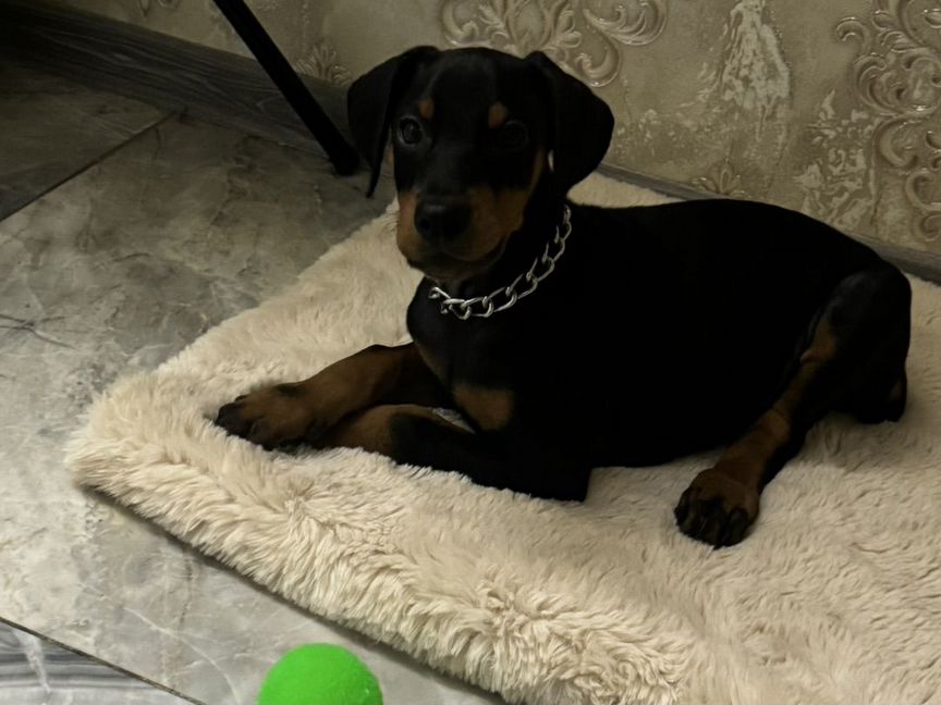 Щенки добермана мальчик