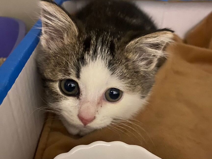 Крохотный котенок 1,5 мес девочка