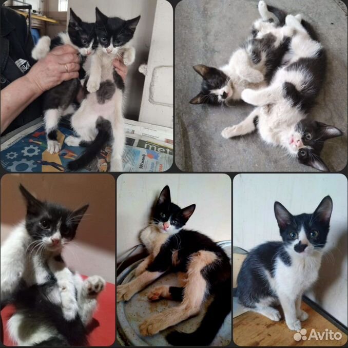 Малыши с завода ищут семью