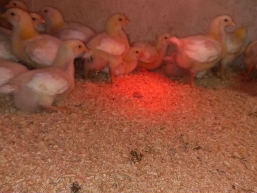 Цыплята бройлеры кобб700