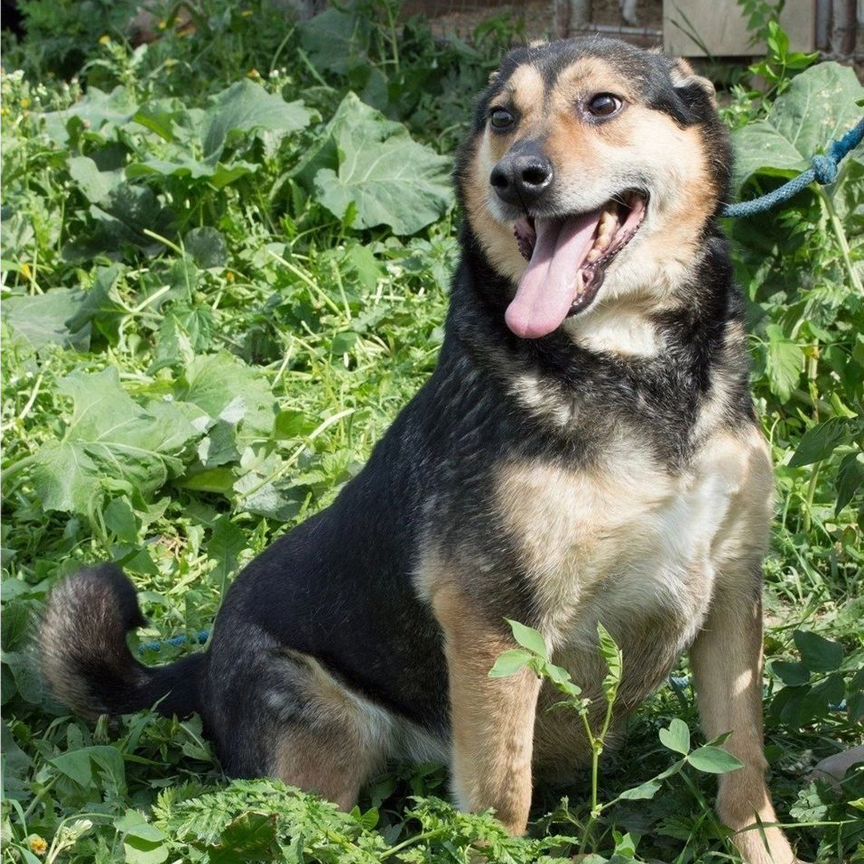 Отдам собаку Крошу в добрые руки