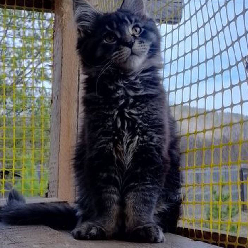Мейн-кун котёнок
