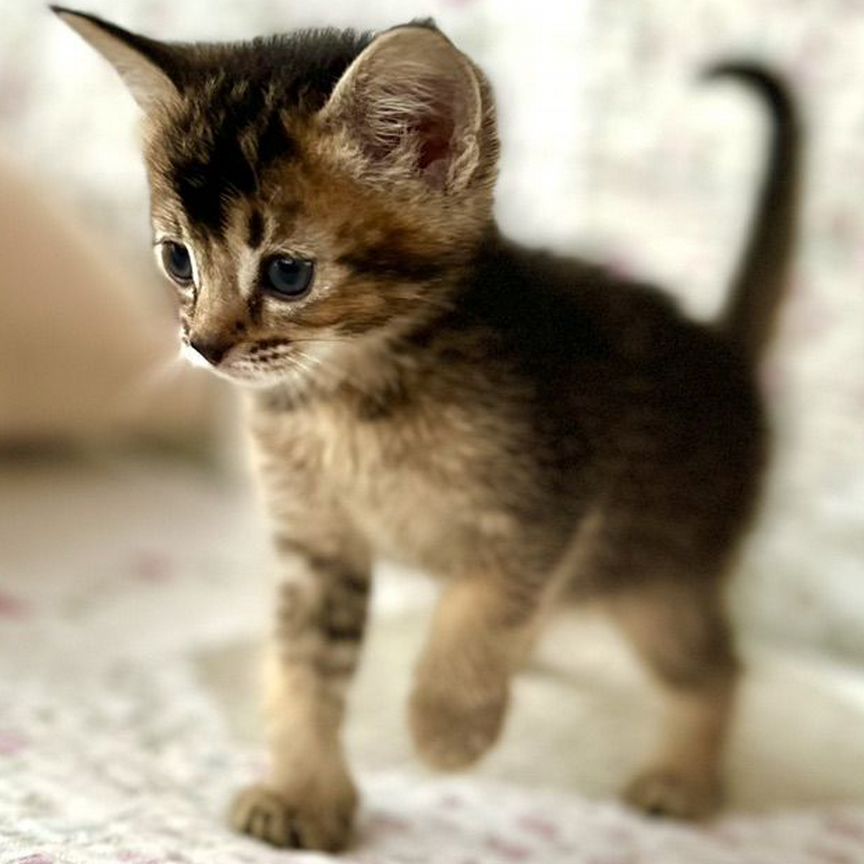 Абиссинские котята