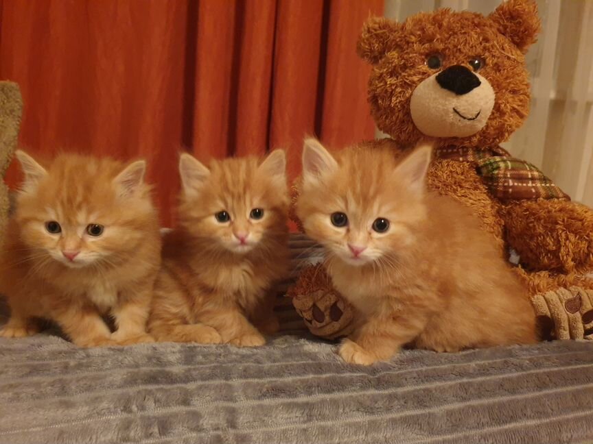 Очаровательная малышка Фанта