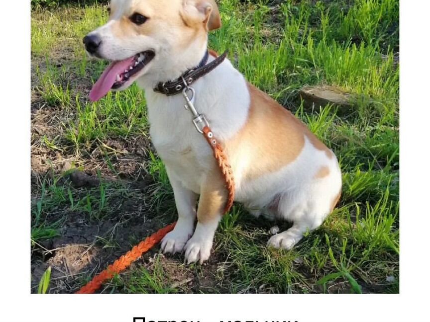 Щенок в добрые руки