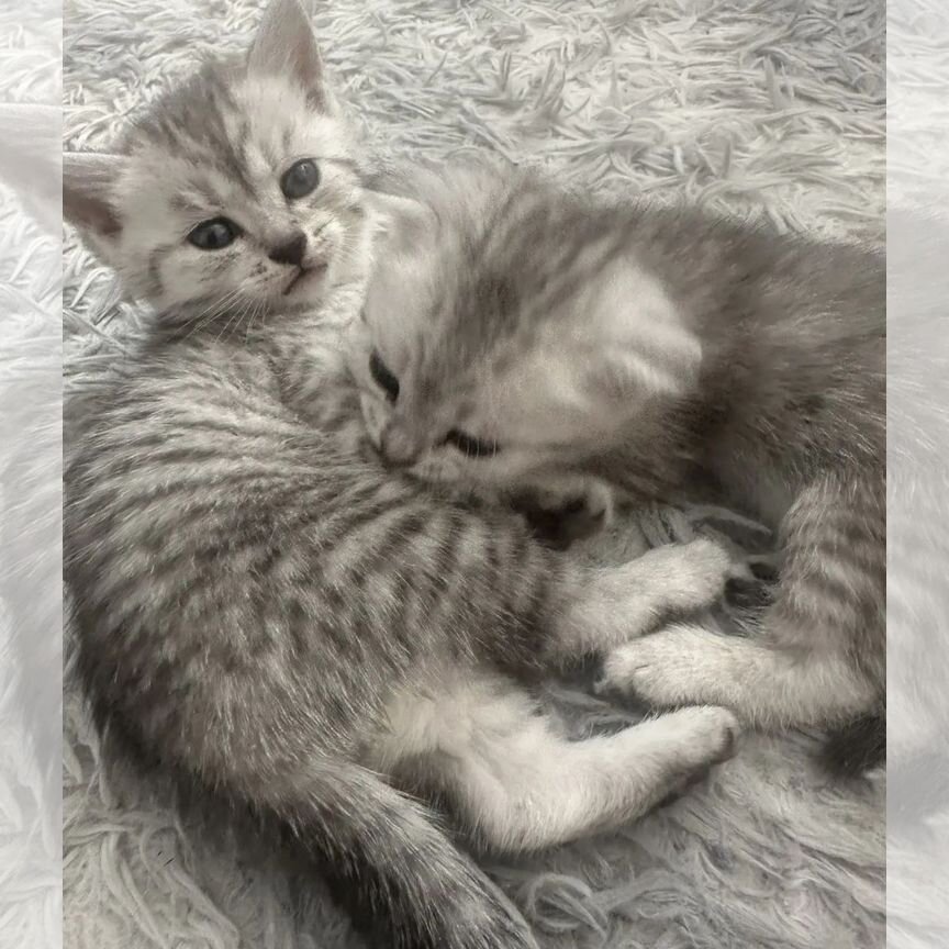 Британский длинношёрстный котёнок