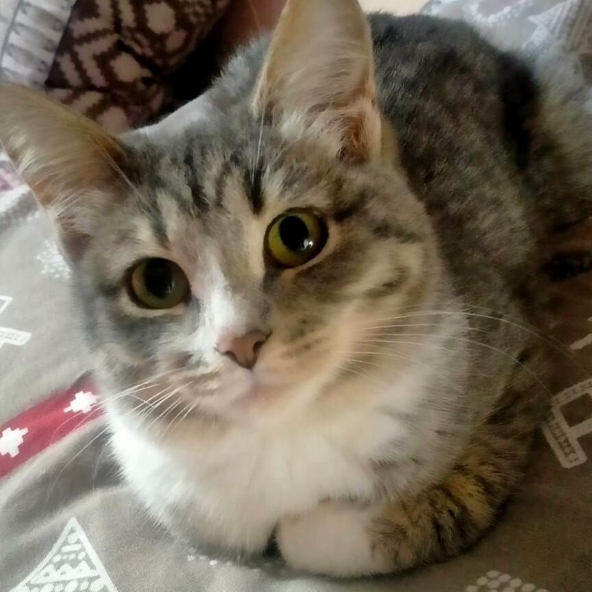 Кошка 5 месяцев