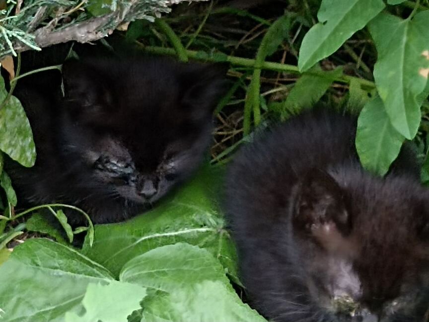 Котята в добрые руки
