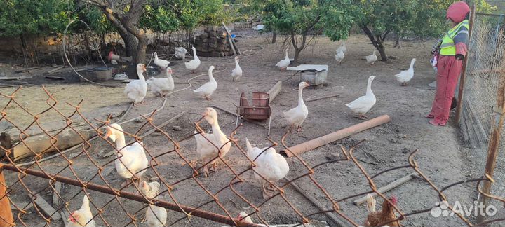 Гуси Холмогоры и линда