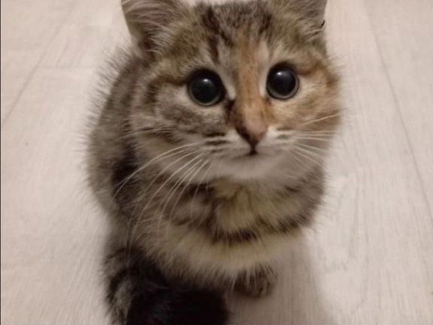 Котенок в добрые руки